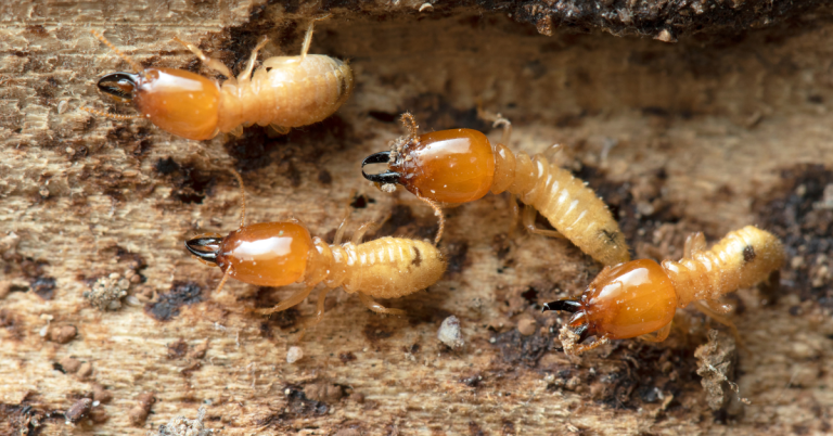 Termite Control Northeast NC - Sentry Exterminating NC